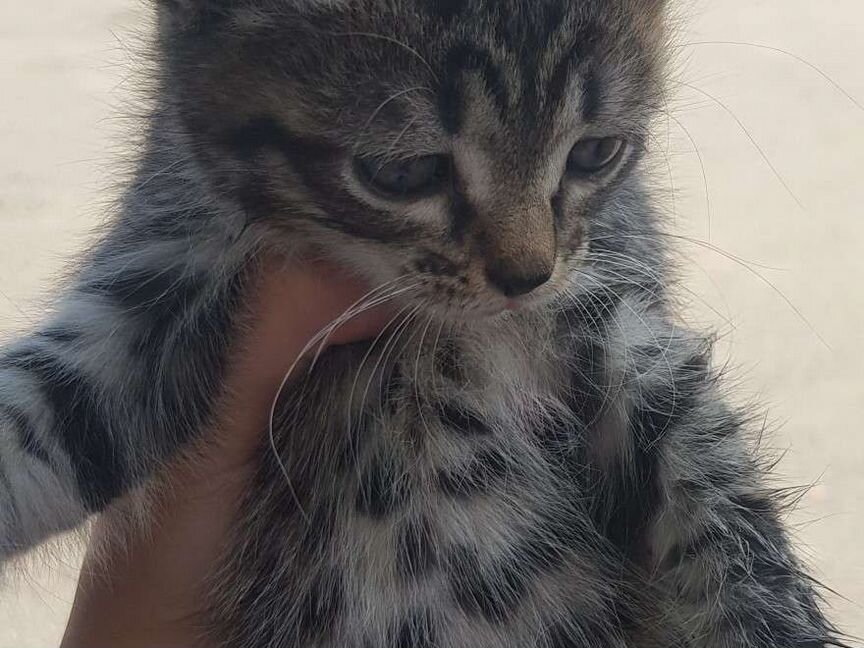 Котята в добрые руки, 1 чёрный и 3 полосатых