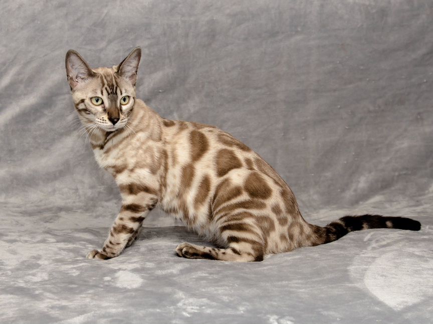 Бенгал розетка на серебре