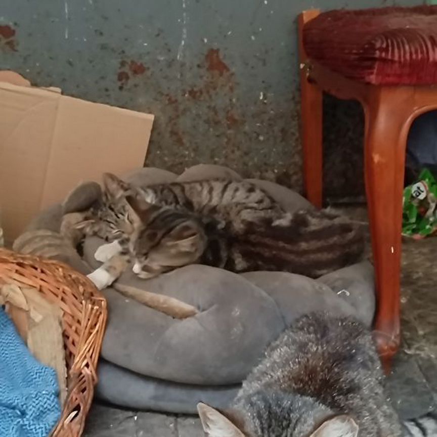 Котикам неразлучникам нужна передержка