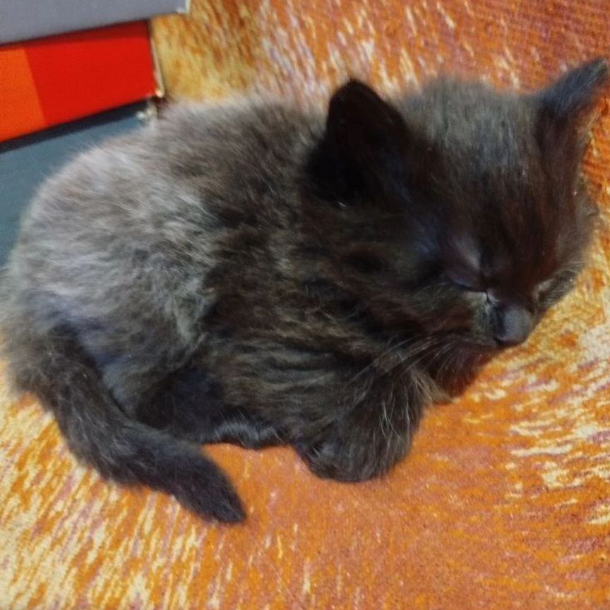 Котёнок в добрые руки