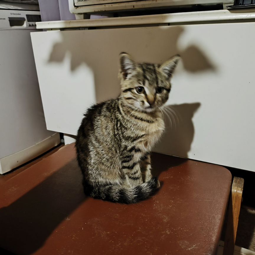 Котенок кошечка