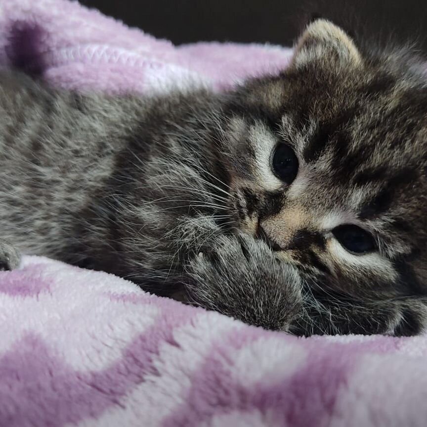 От домашней кошки