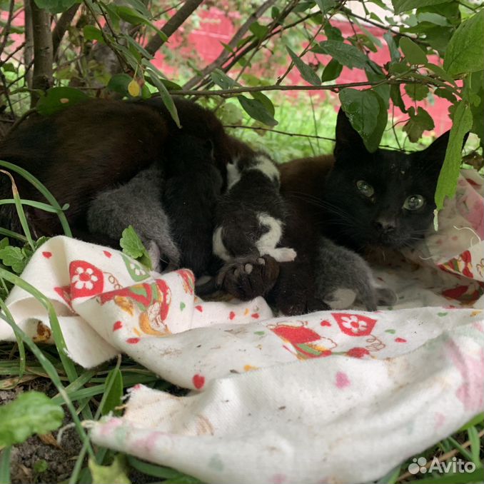 Кошка родила в машине