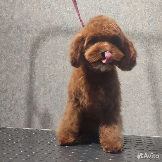 Продаётся девочка породы Кавапу