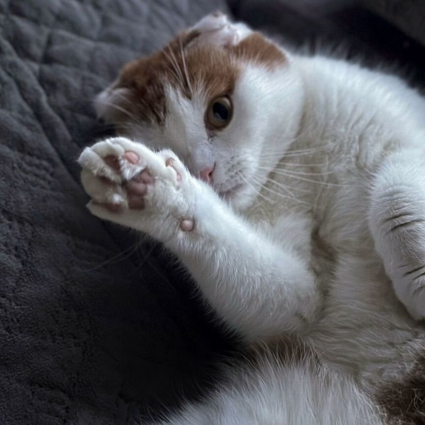 Шотландский вислоухий короткошёрстный, взрослый кот