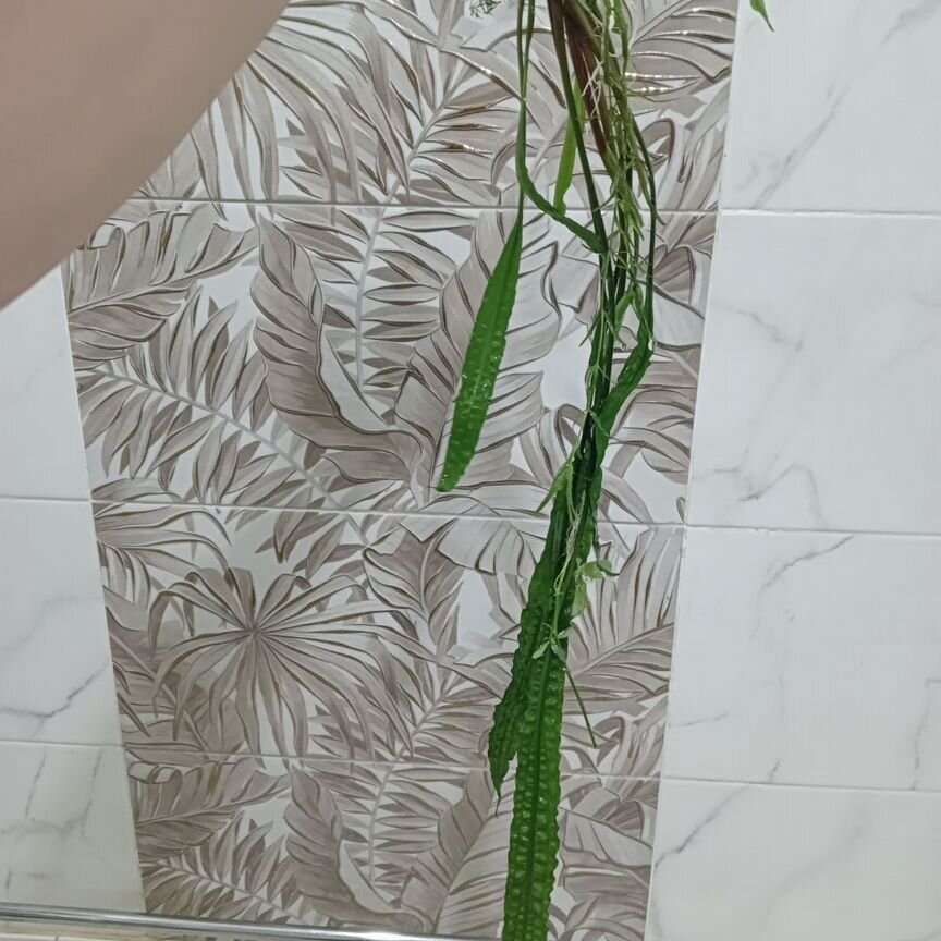 Несколько кустиков криптокорины