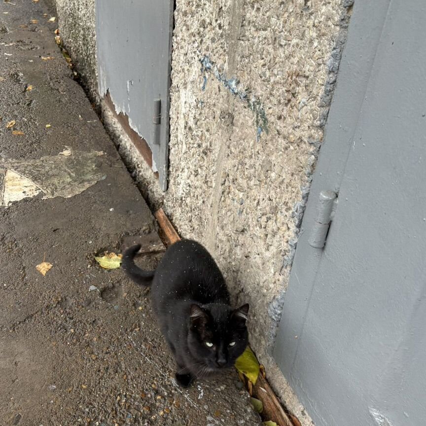 Черный котенок в добрые руки