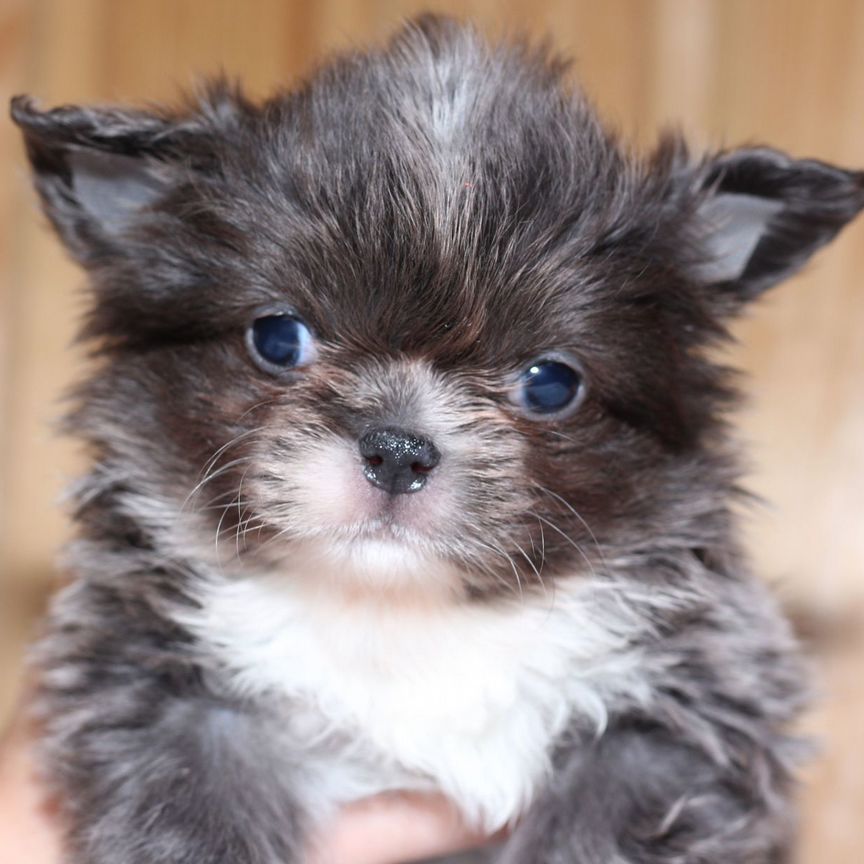 Чихуахуа, щенок