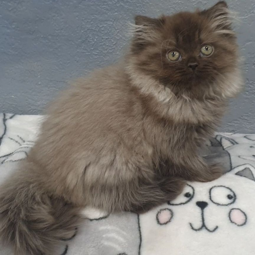 Британский длинношёрстный котёнок