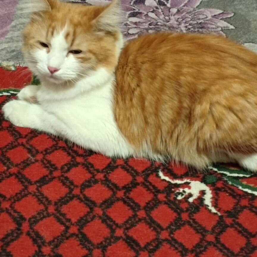 Котик 8 месяцев