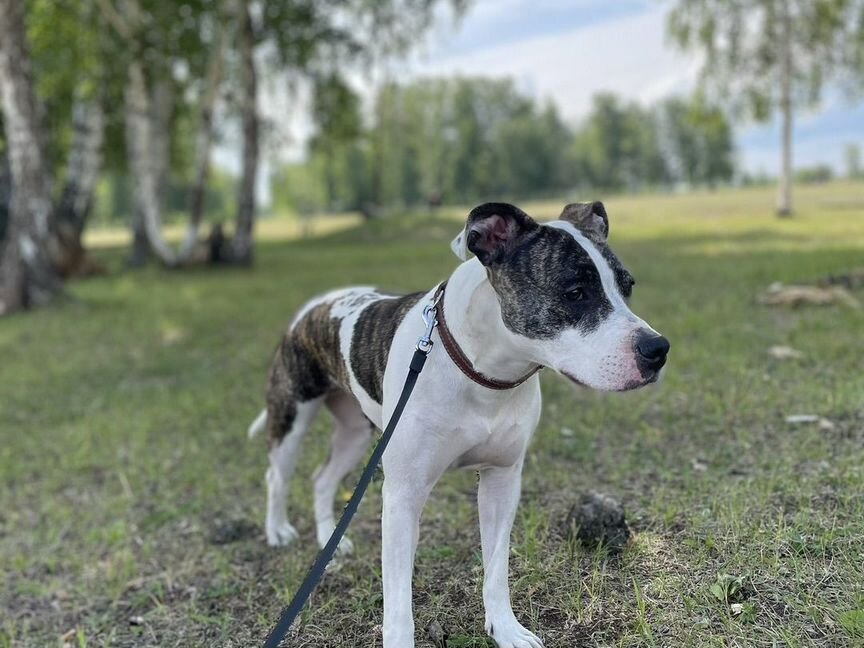 Собака амстафф