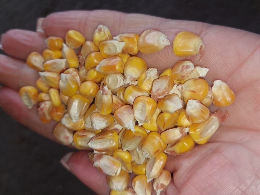 Кукуруза фуражная