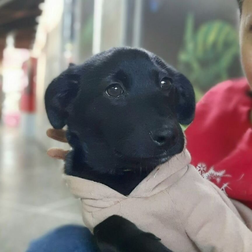 Щенок в добрые руки