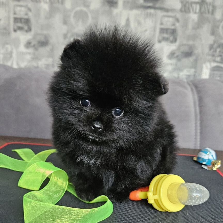 Померанский шпиц