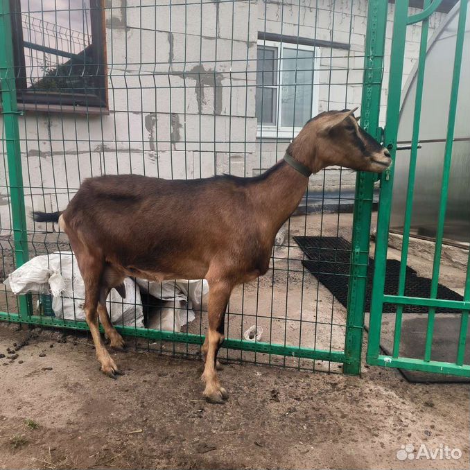 Козы альпийские дойные