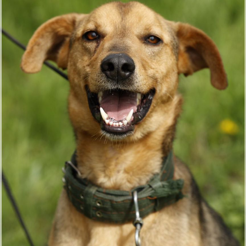 Взрослый пёс в добрые руки