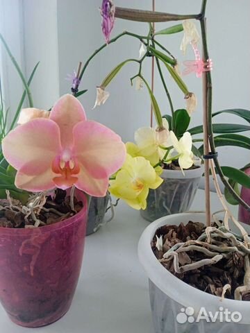 Орхидея фаленопсис семена купить в Москве | Товары для дома и дачи | Авито