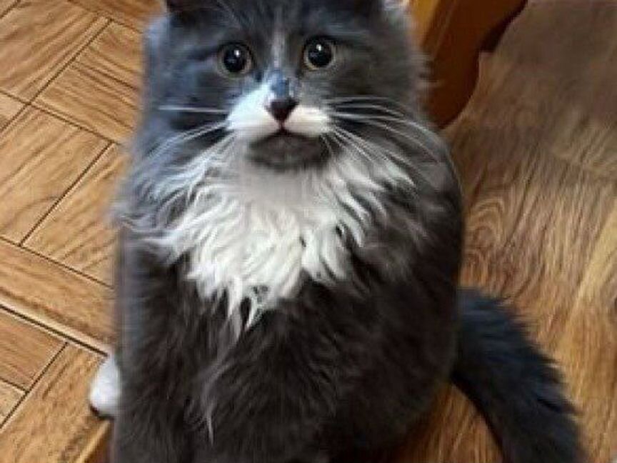 Самый милый котик в добрые руки