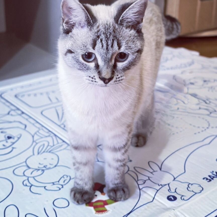 Тайская, взрослая кошка