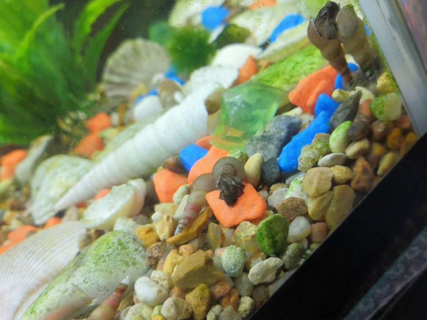 Улитки Мелания грунтовая