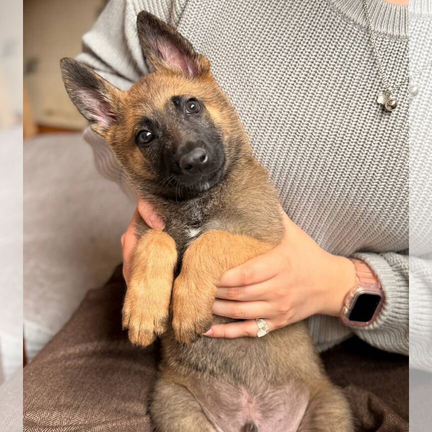 Щенок в добрые руки