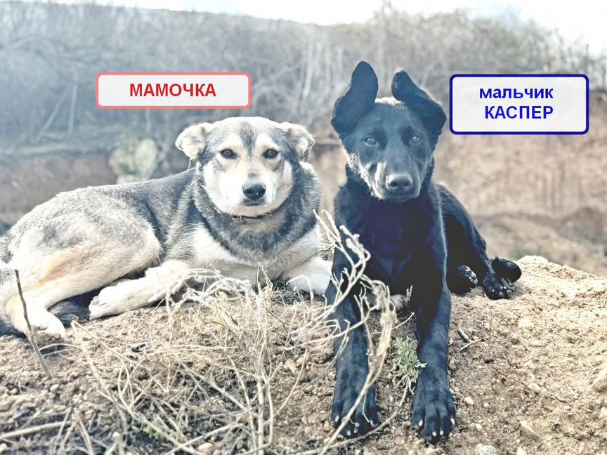 Щенок ищет своего человека