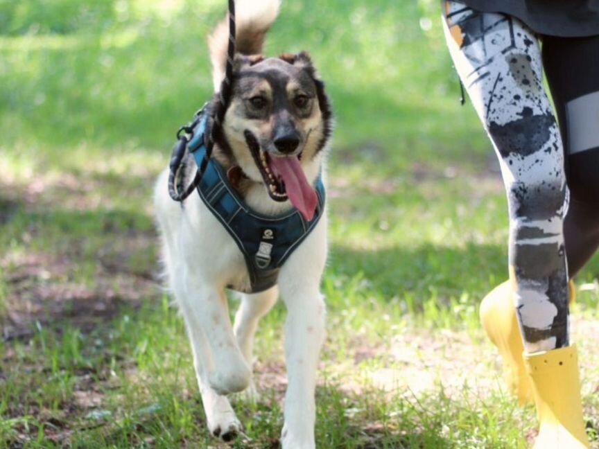 Доброе солнышко из приюта