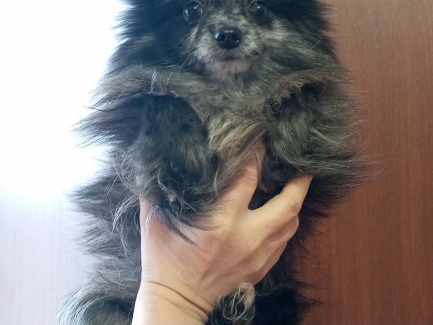 Девочка голубой мерле