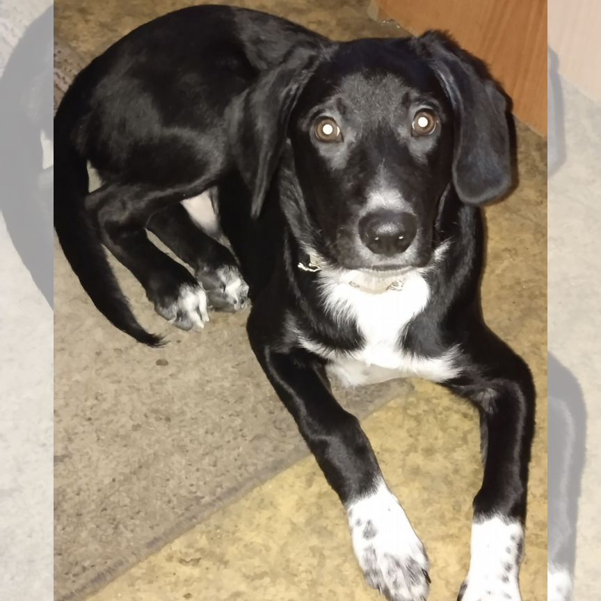 Собака в добрые руки