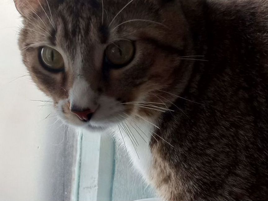 Кот