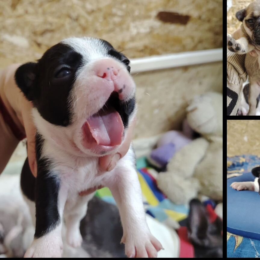 Французский бульдог, щенок