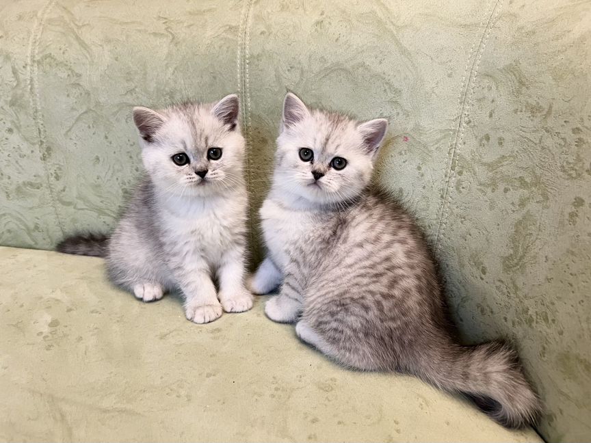 Шотландские прямоухие котята