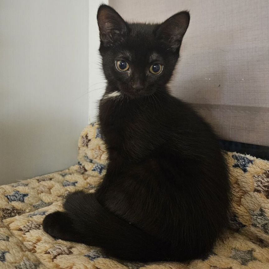 Котёнок в добрые руки