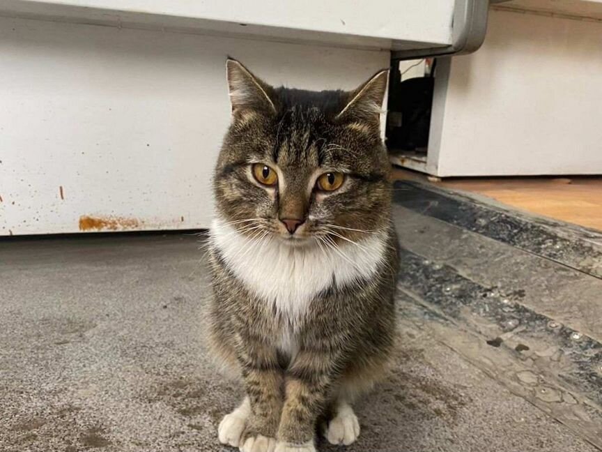 Красавец котейка ищет семейку