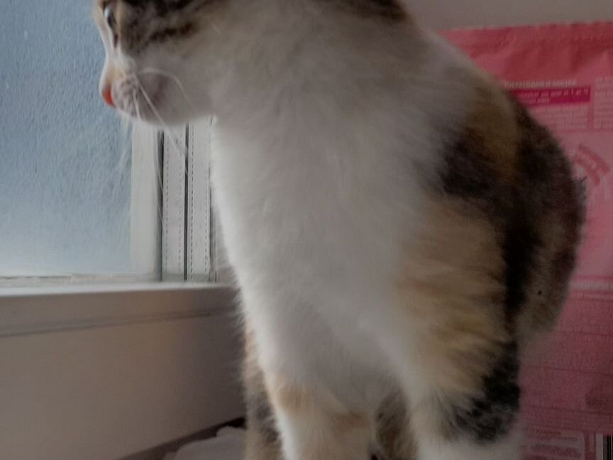 Красотка крохотная 2 мес добрым людям