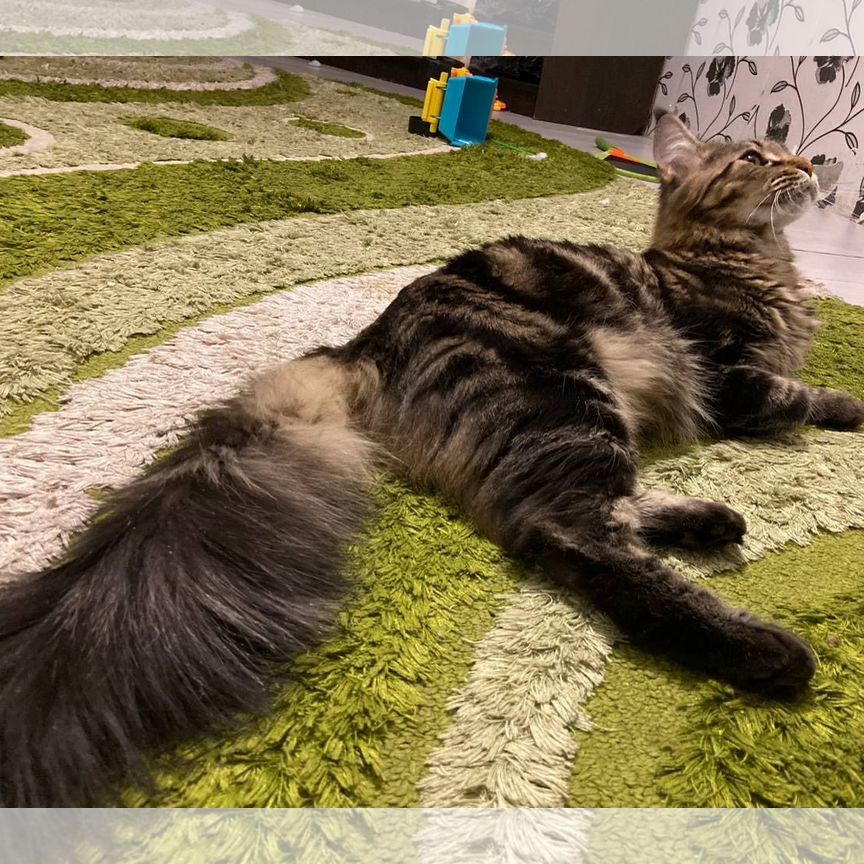 Мейн-кун котёнок