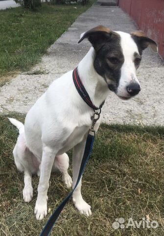 Отдадим в добрые руки собачку-подростка