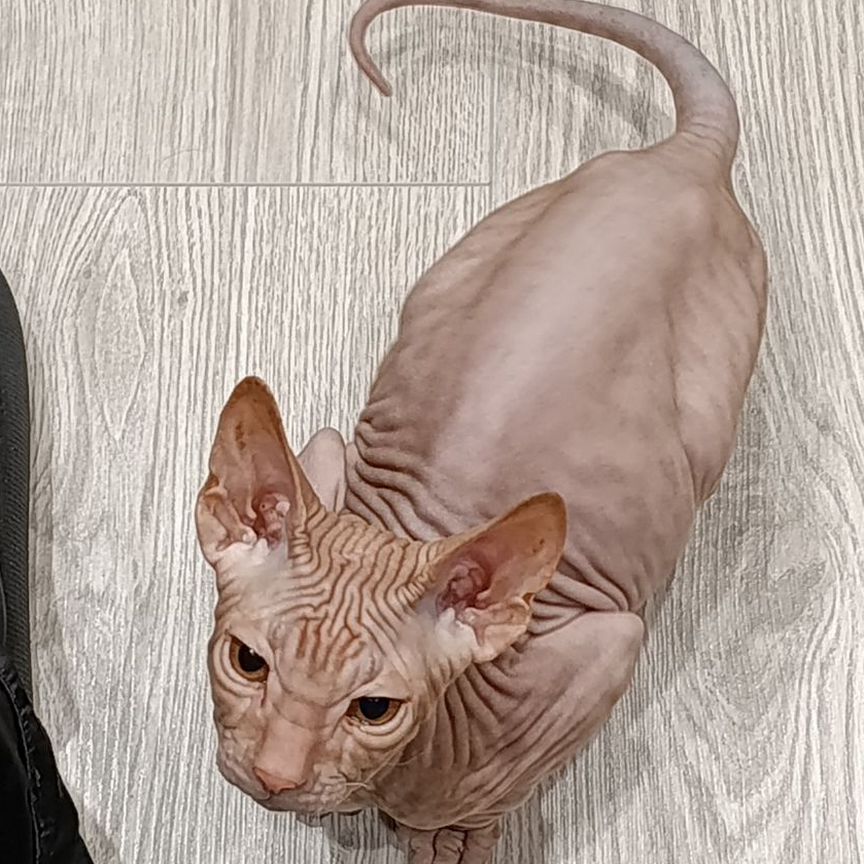 Донской сфинкс котёнок