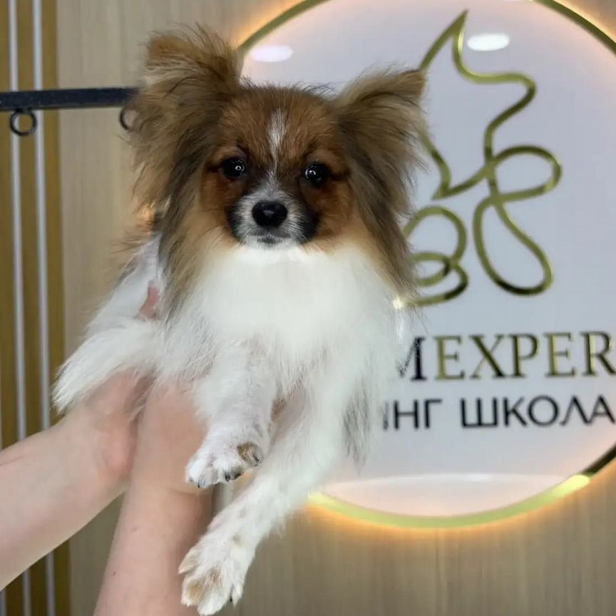 Континентальный той-спаниель папильон, щенок