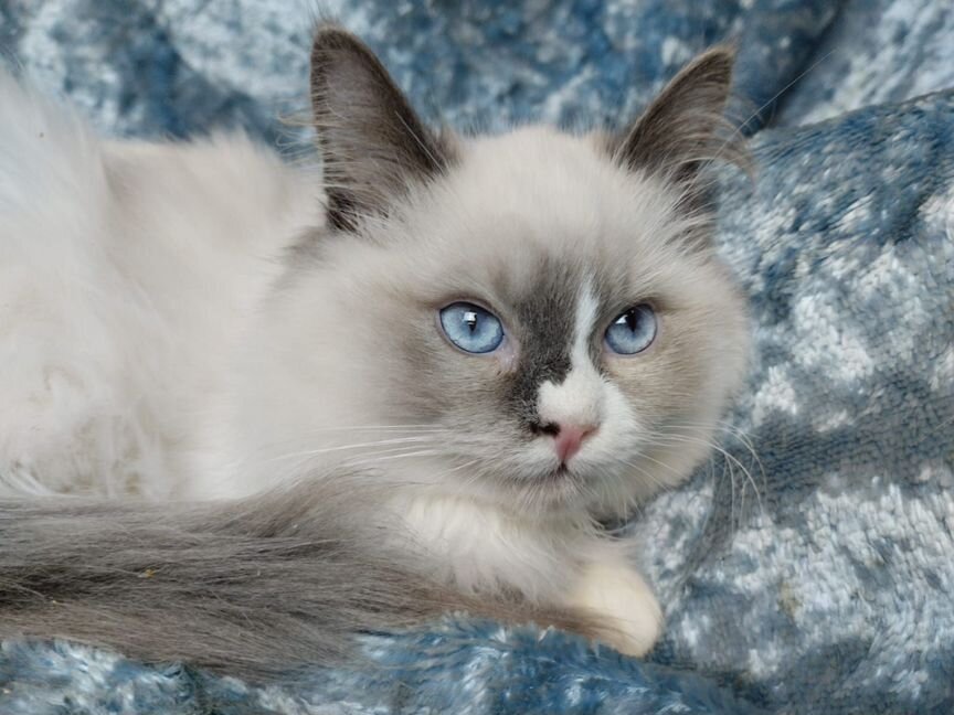 Рэгдолл котик 3 мес