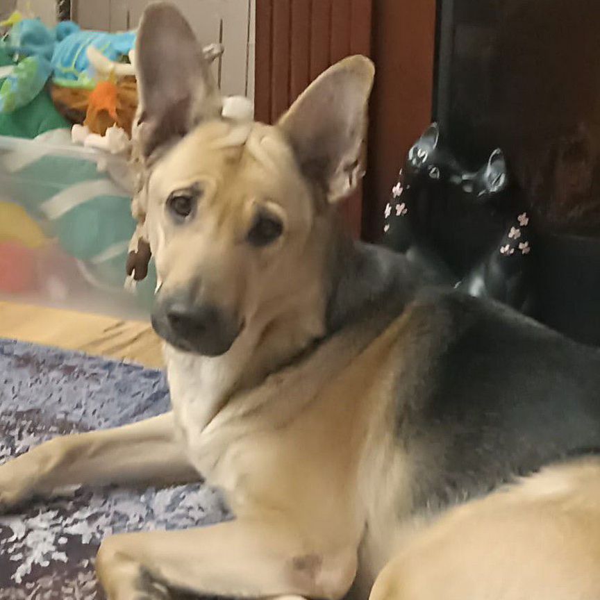 Собачка мэри