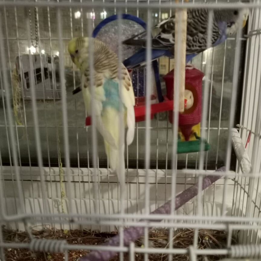 Волнистый попугай