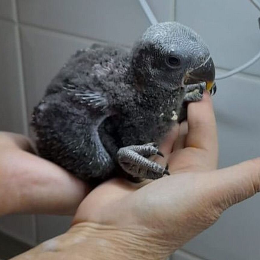 Попугаи эклектус выкормыш