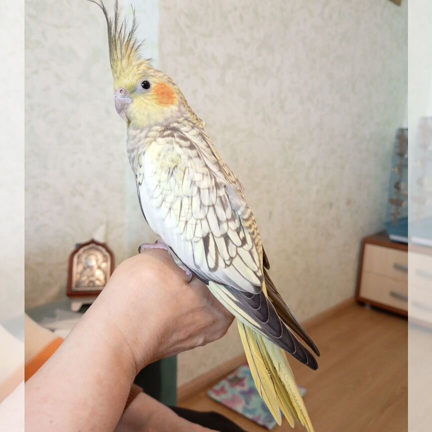 Попугай корелла с клеткой