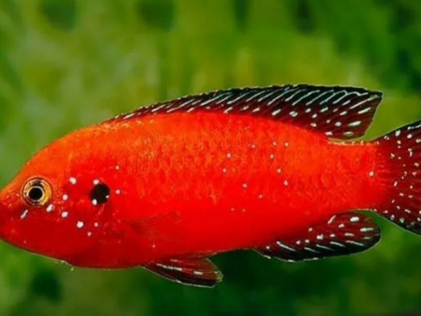 Аквариумная рыбка цихлида Hemichromis axsul