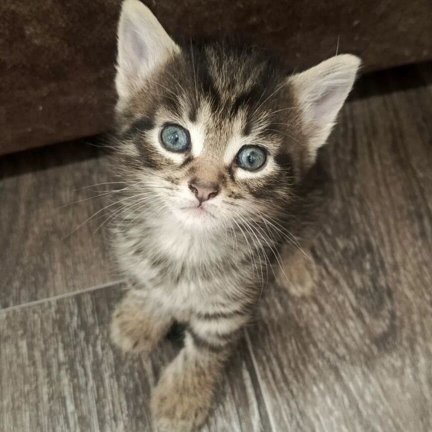 Котёнок в добрые руки
