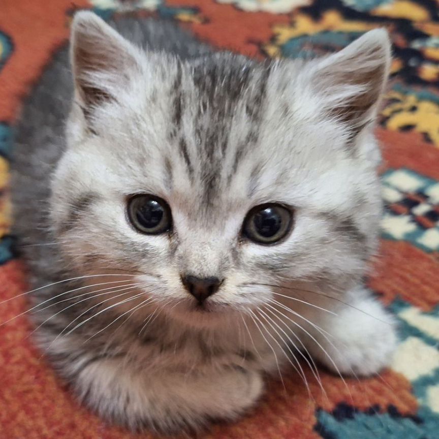 Шотландский прямоухий длинношёрстный котёнок