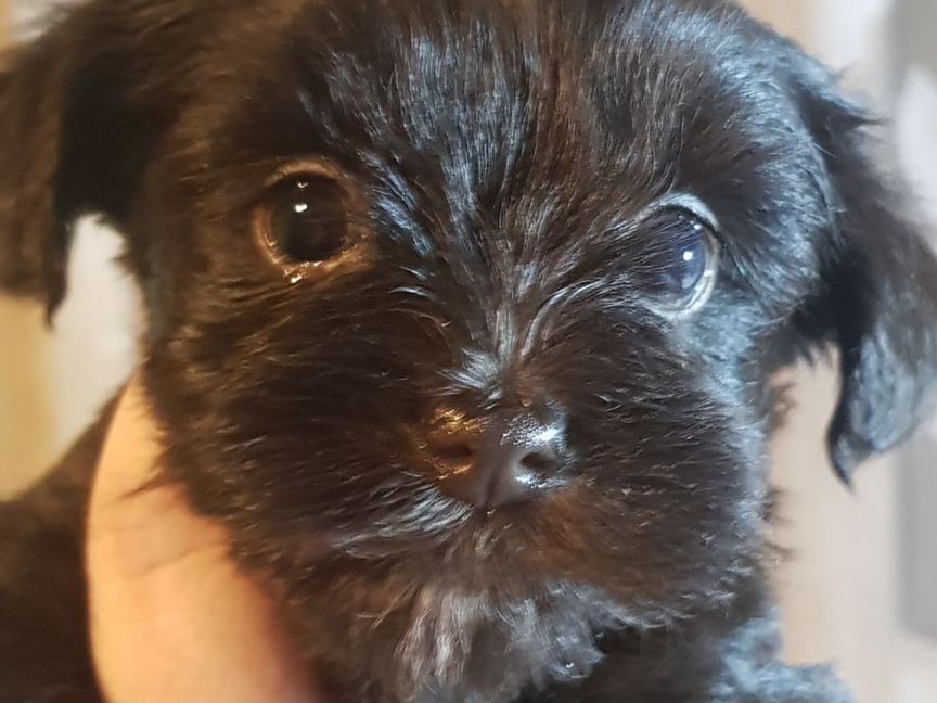 Йоркширский терьер щенки