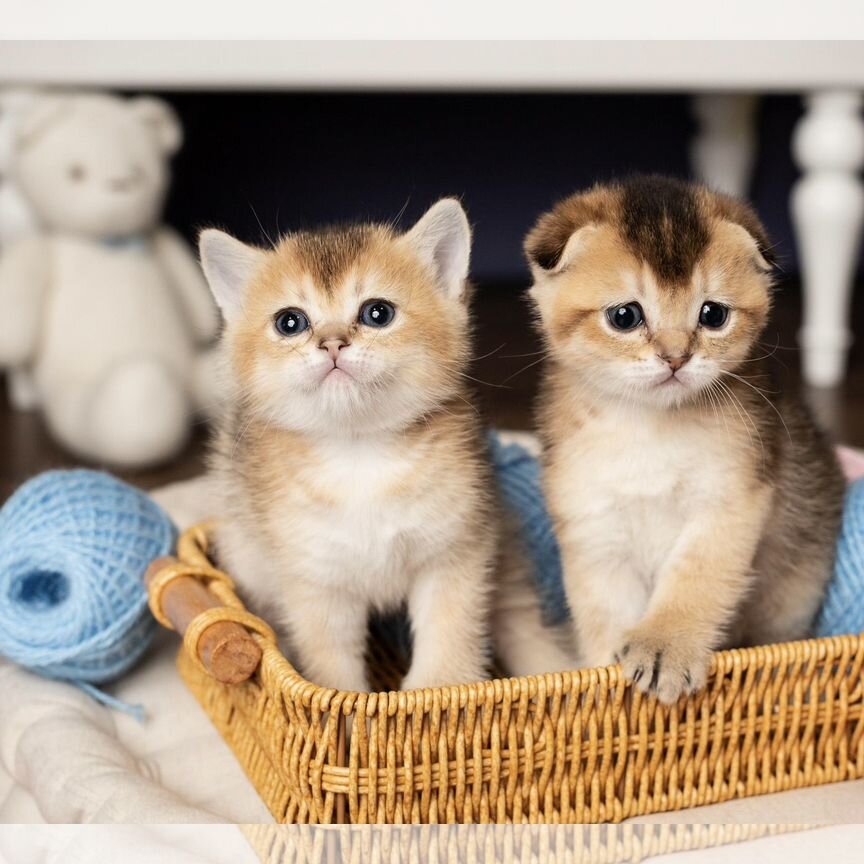 Шотландские золотые котята