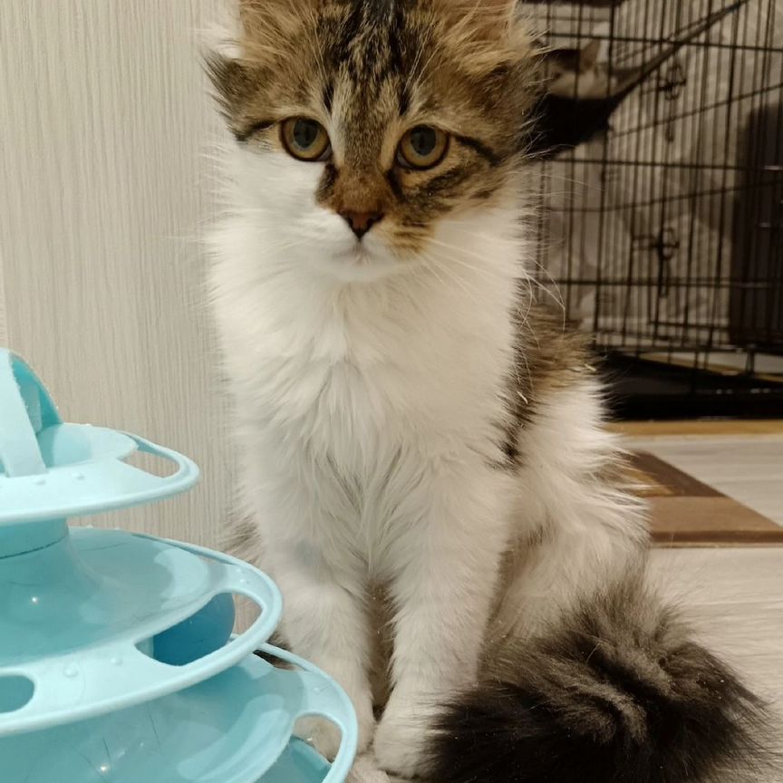 Кошка Кесси